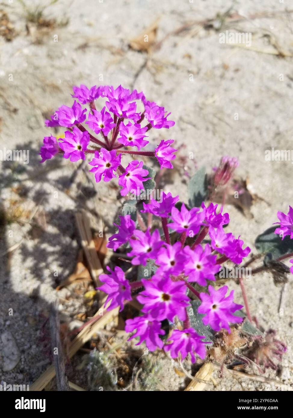 desert sand verbena (Abronia villosa Stock Photo - Alamy
