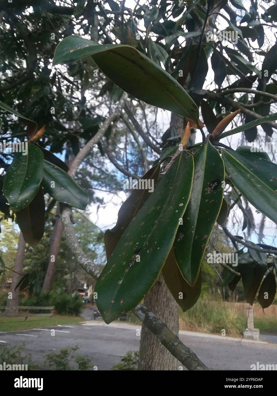 southern magnolia (Magnolia grandiflora Stock Photo - Alamy