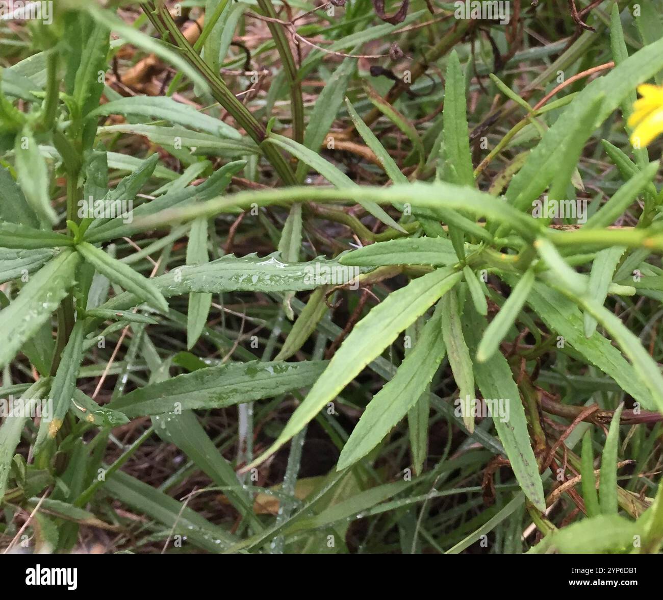 Madagascar Ragwort (Senecio madagascariensis Stock Photo - Alamy