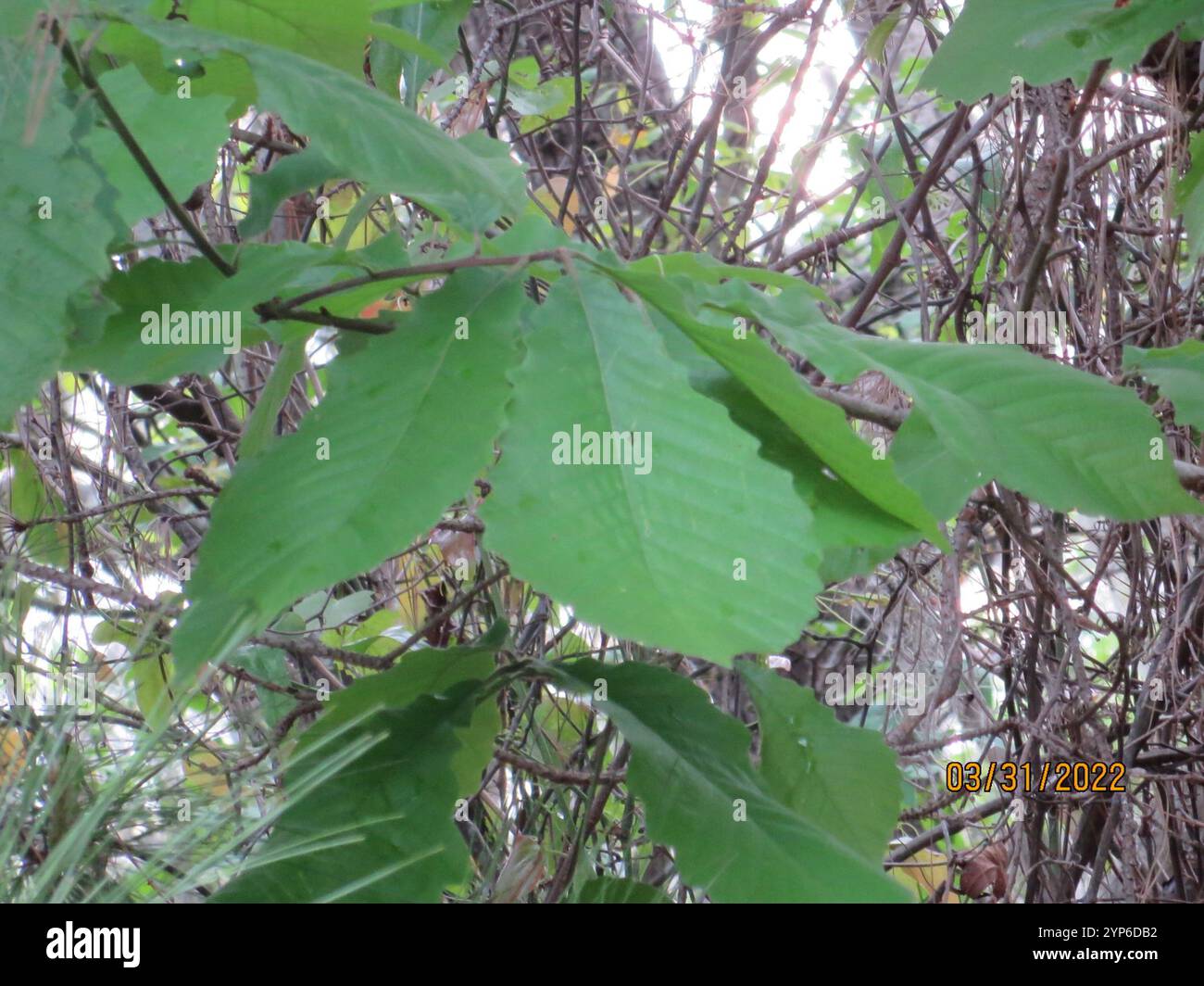 swamp chestnut oak (Quercus michauxii Stock Photo - Alamy
