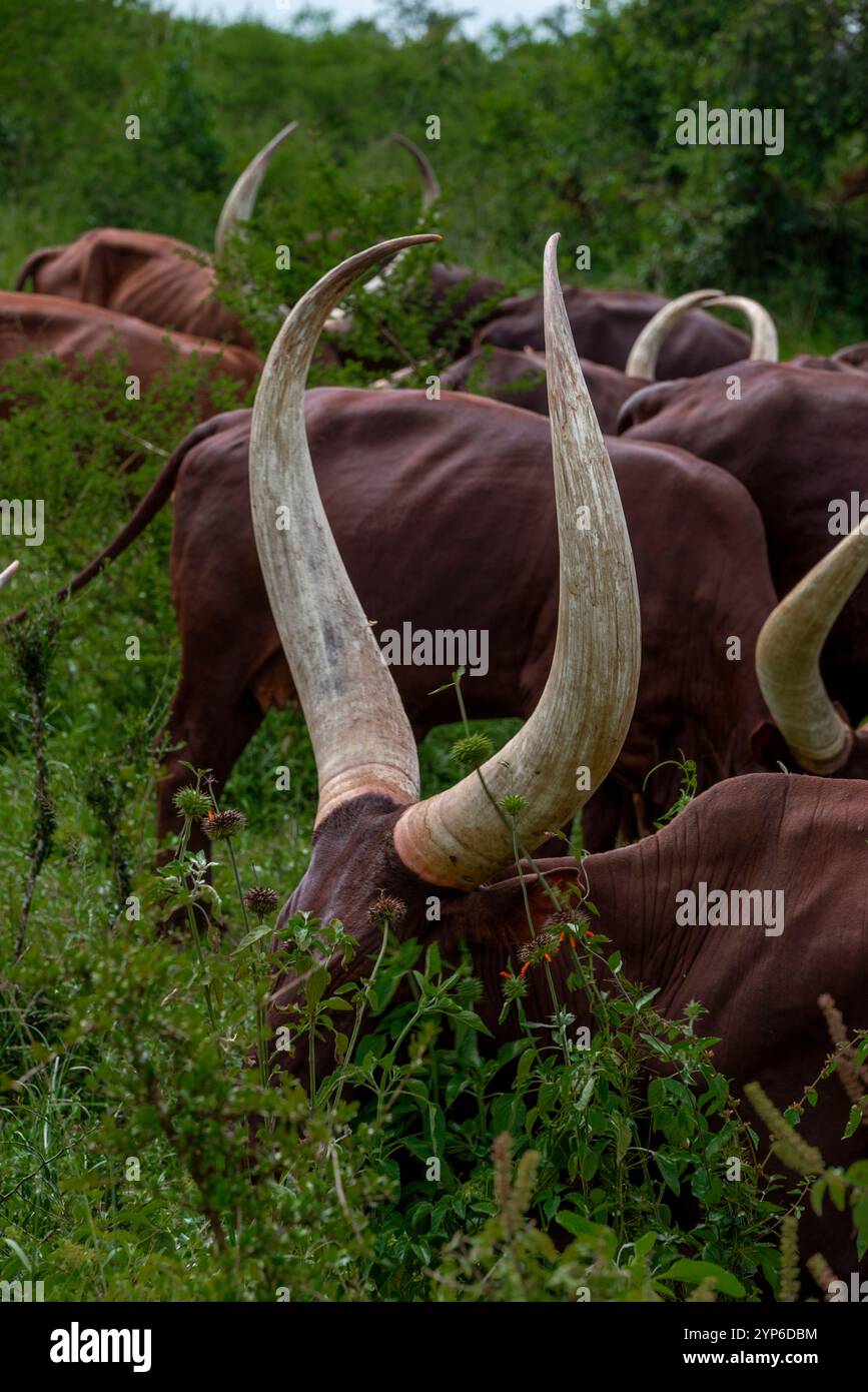 cows of Uganda are known for their big and hallow horns that captivate ...