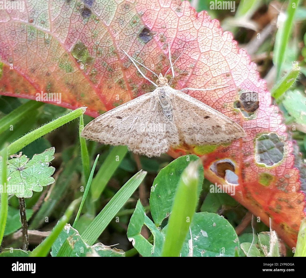 Plantain moth (Scopula rubraria Stock Photo - Alamy