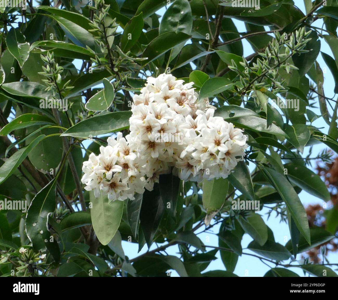 Spanish Elm (Cordia gerascanthus Stock Photo - Alamy
