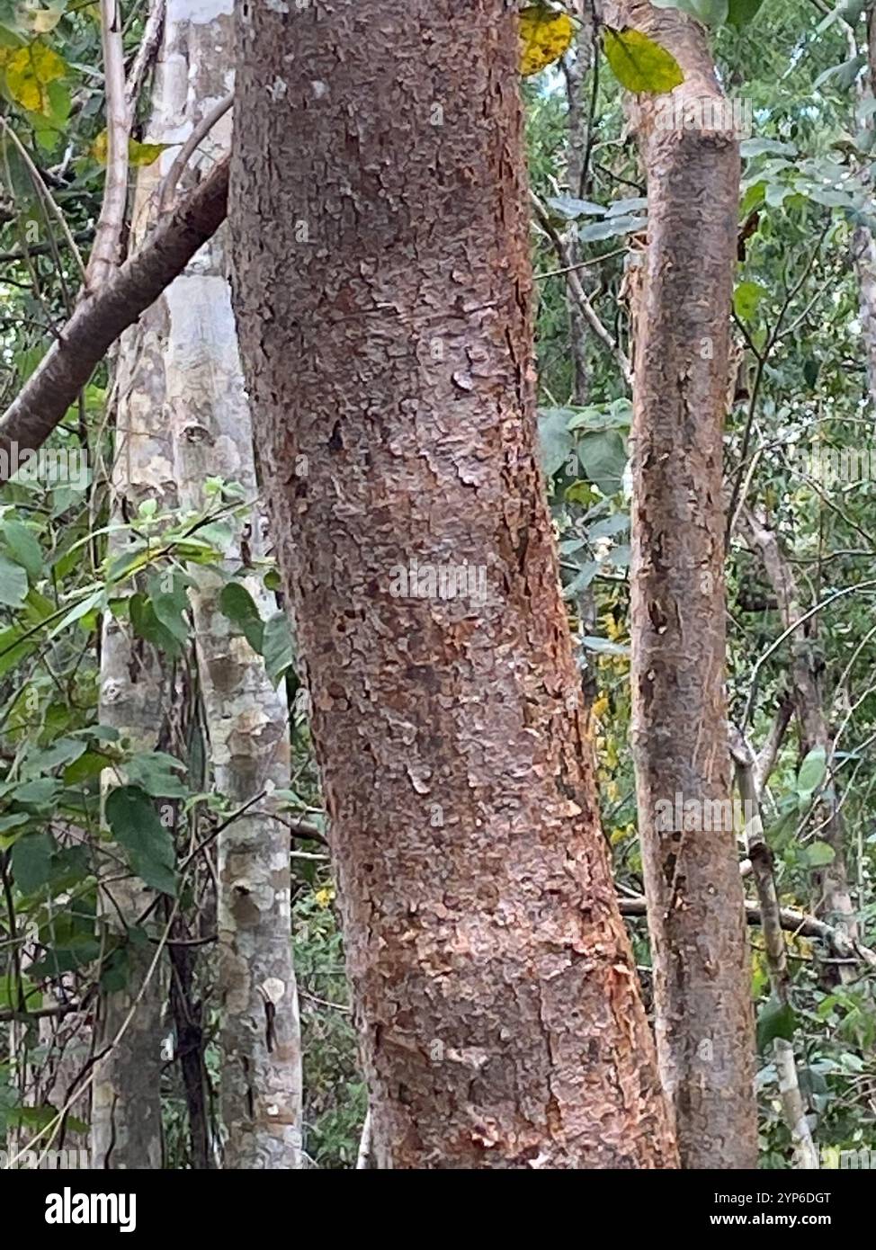 Gumbo Limbo (Bursera simaruba Stock Photo - Alamy
