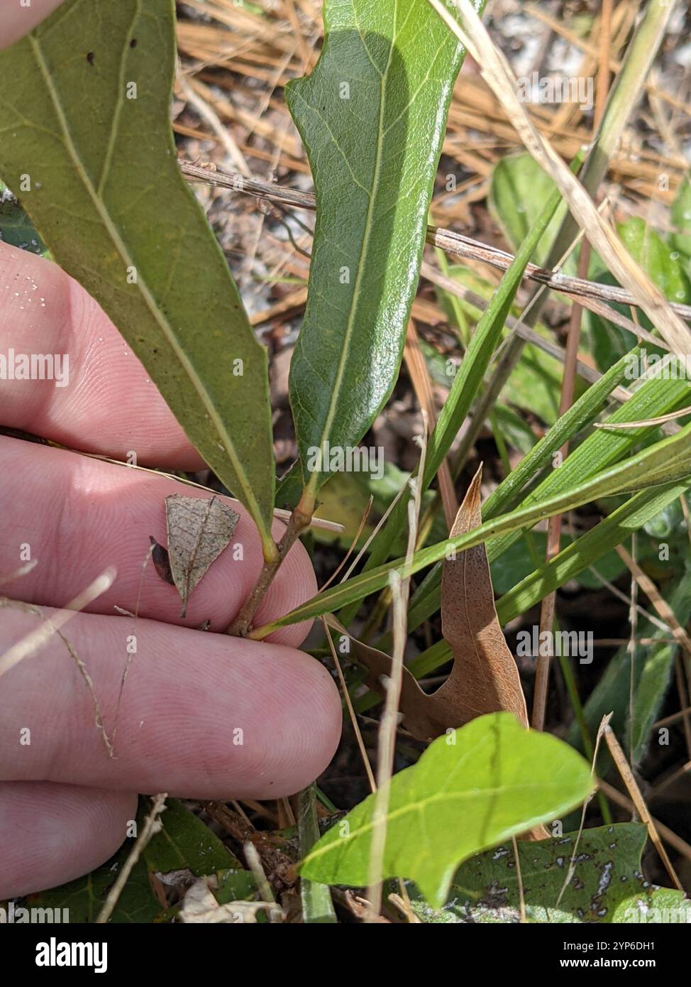 dwarf live oak (Quercus minima Stock Photo - Alamy