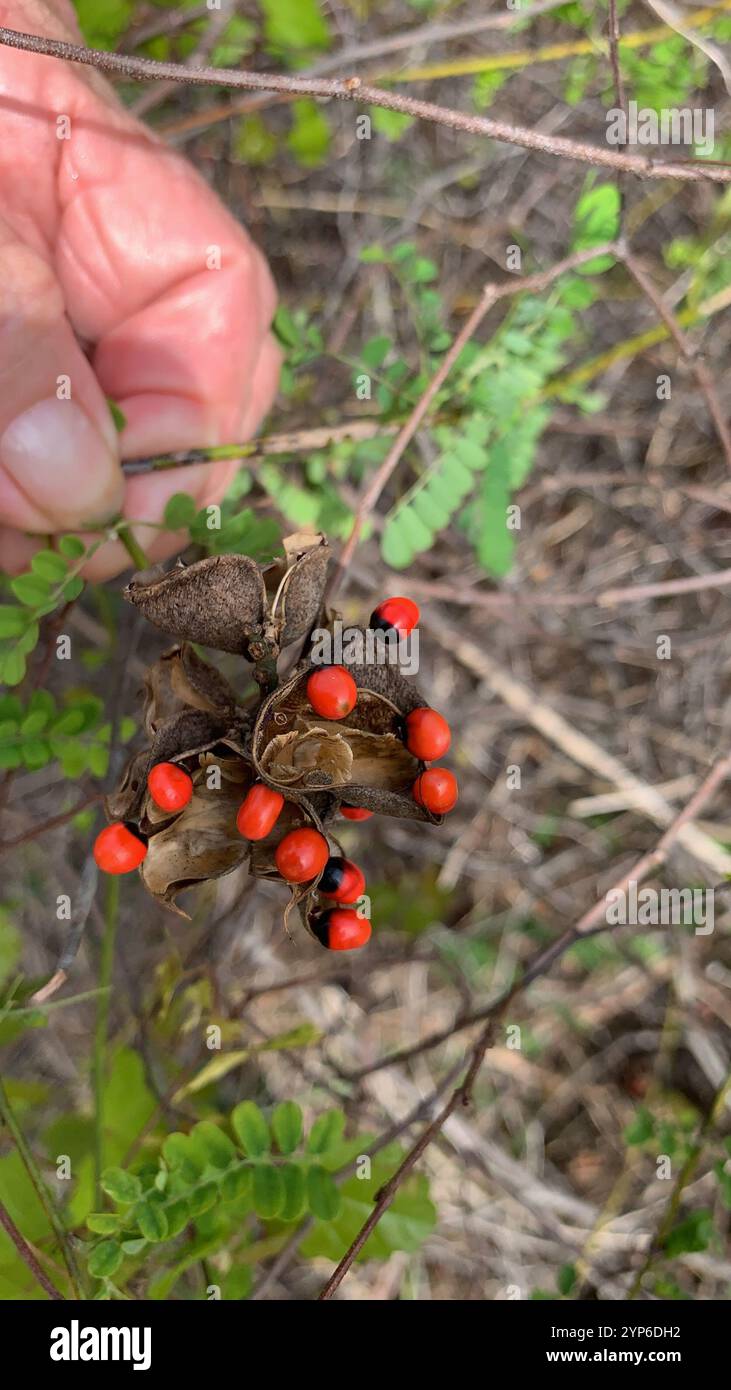 rosary pea (Abrus precatorius Stock Photo - Alamy