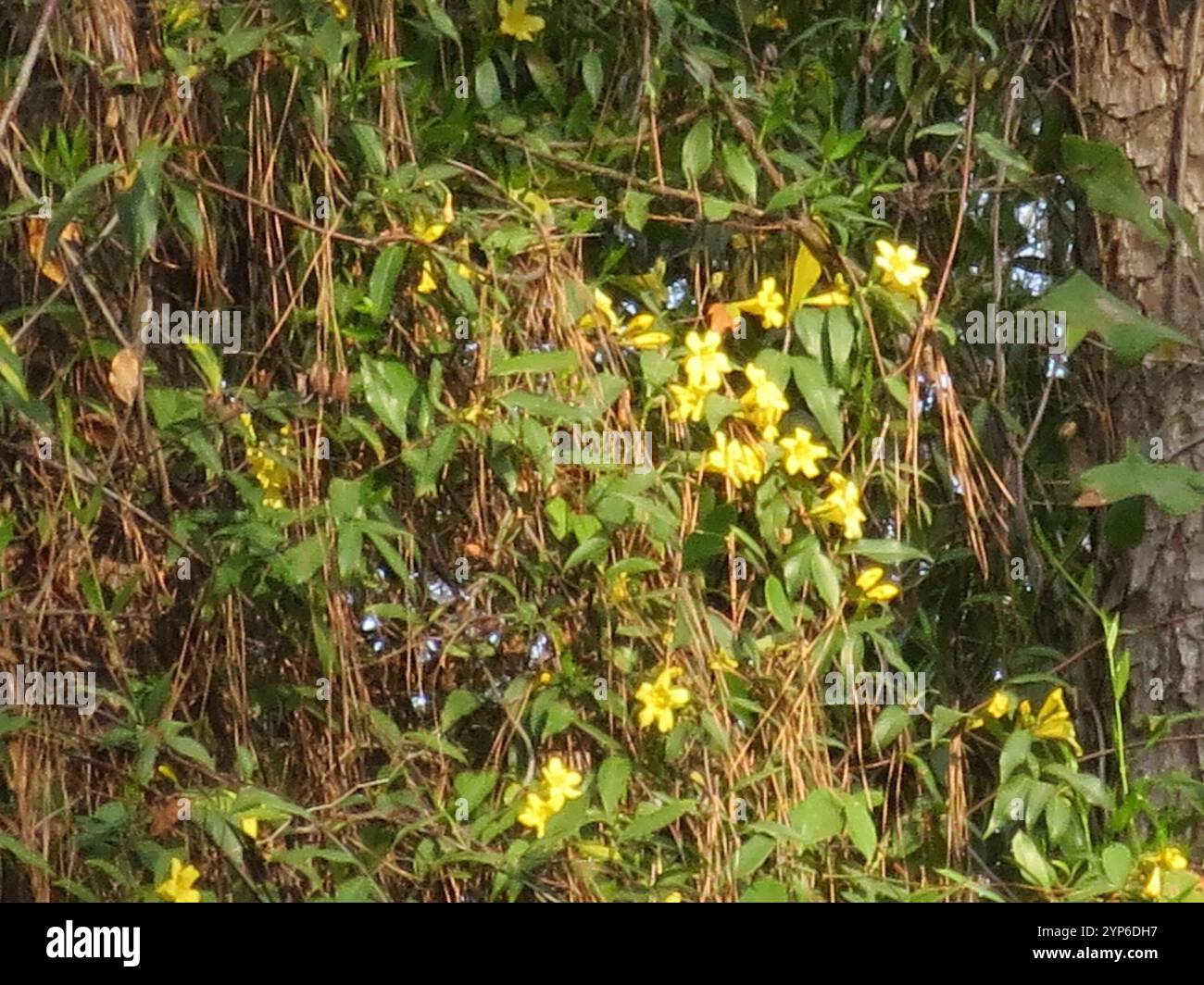yellow jessamine (Gelsemium sempervirens Stock Photo - Alamy