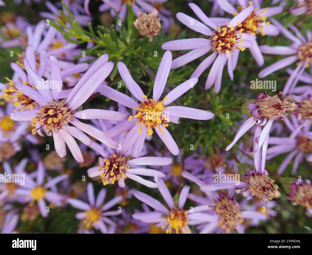 Fine Felicia (Felicia filifolia Stock Photo - Alamy