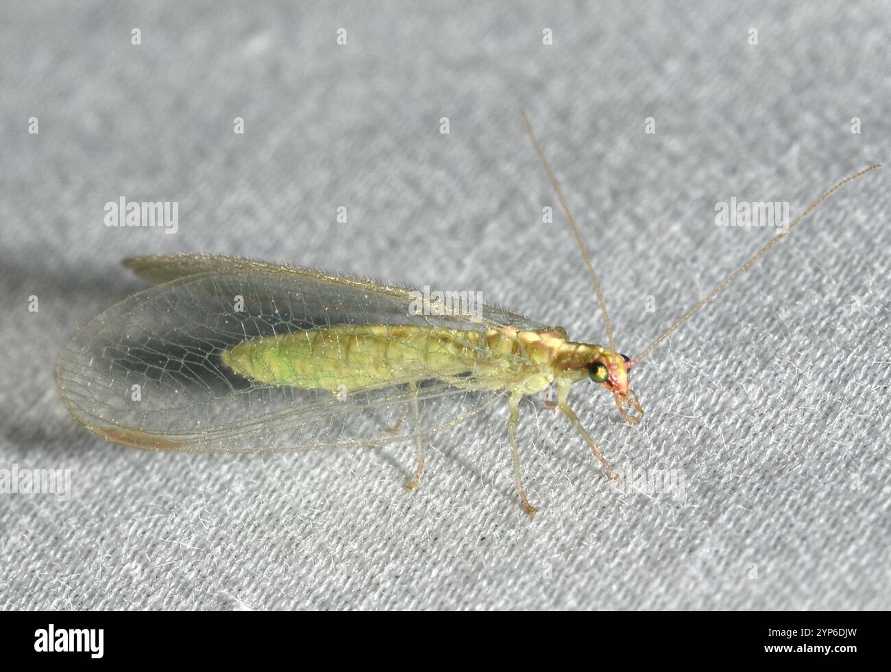 Red-lipped Green Lacewing (Chrysoperla rufilabris Stock Photo - Alamy