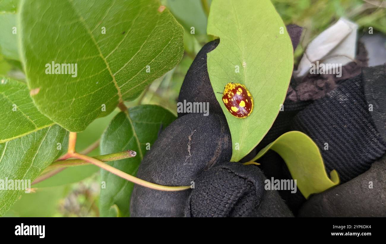 Eucalypt Leaf Beetle (Paropsis maculata Stock Photo - Alamy