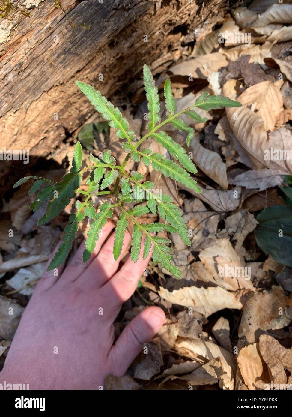 Cutleaf Grapefern (Sceptridium dissectum Stock Photo - Alamy