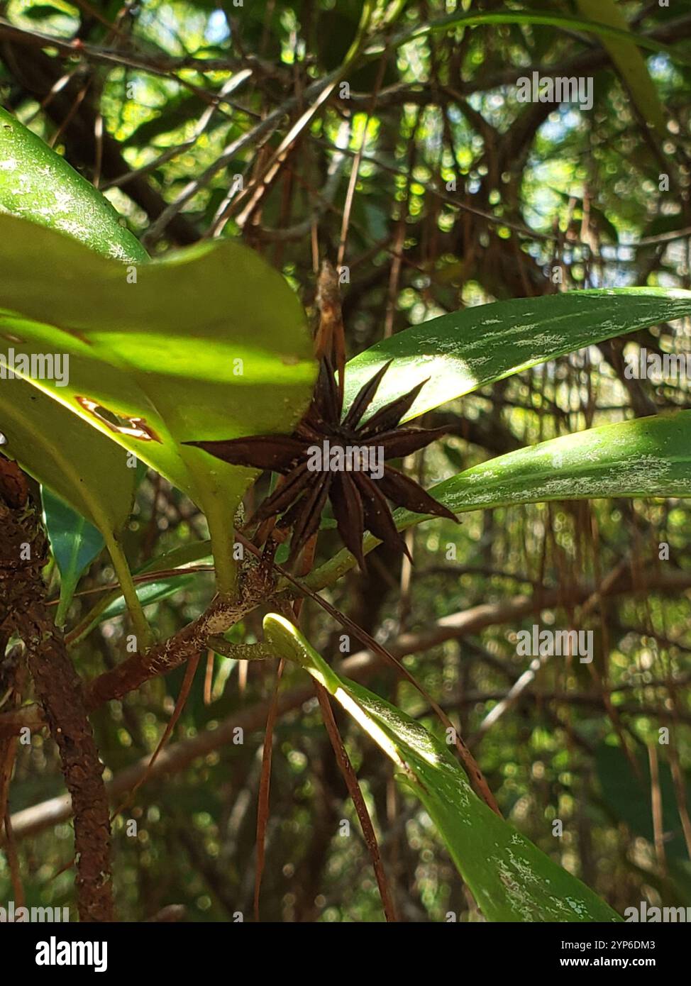 Florida Anise (Illicium floridanum Stock Photo - Alamy