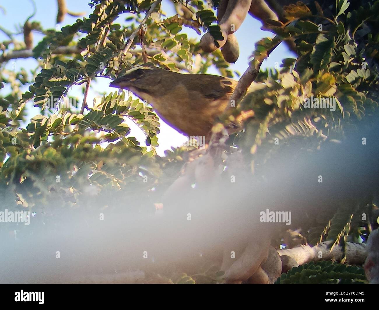 Cinnamon-bellied Saltator (Saltator grandis Stock Photo - Alamy