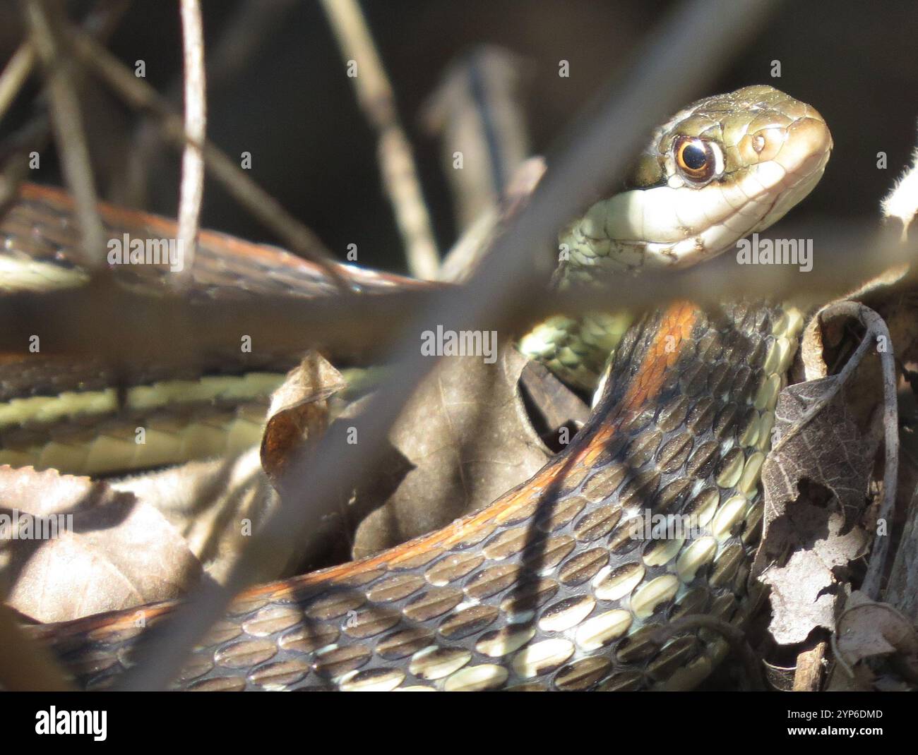 Western Ribbon Snake (Thamnophis proximus Stock Photo - Alamy