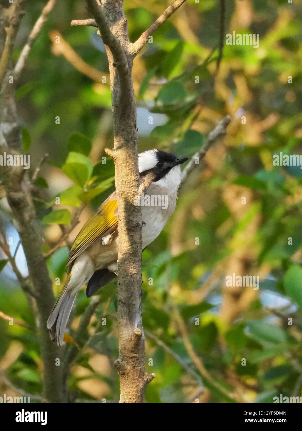 Taiwan Bulbul (Pycnonotus sinensis formosae Stock Photo - Alamy