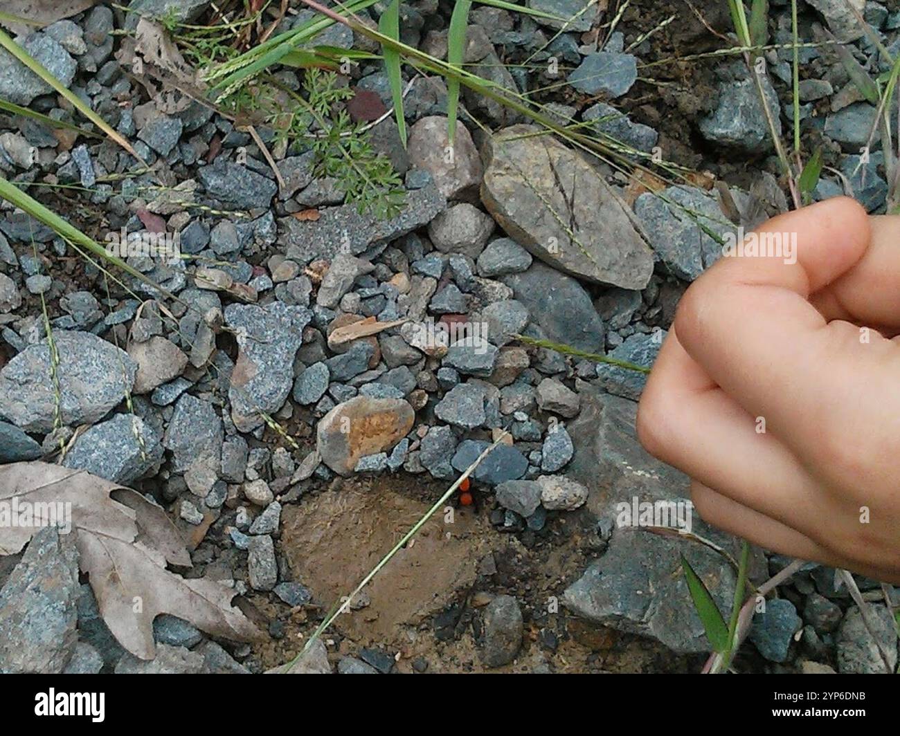 Cardinal Jumping Spider (Phidippus cardinalis Stock Photo - Alamy