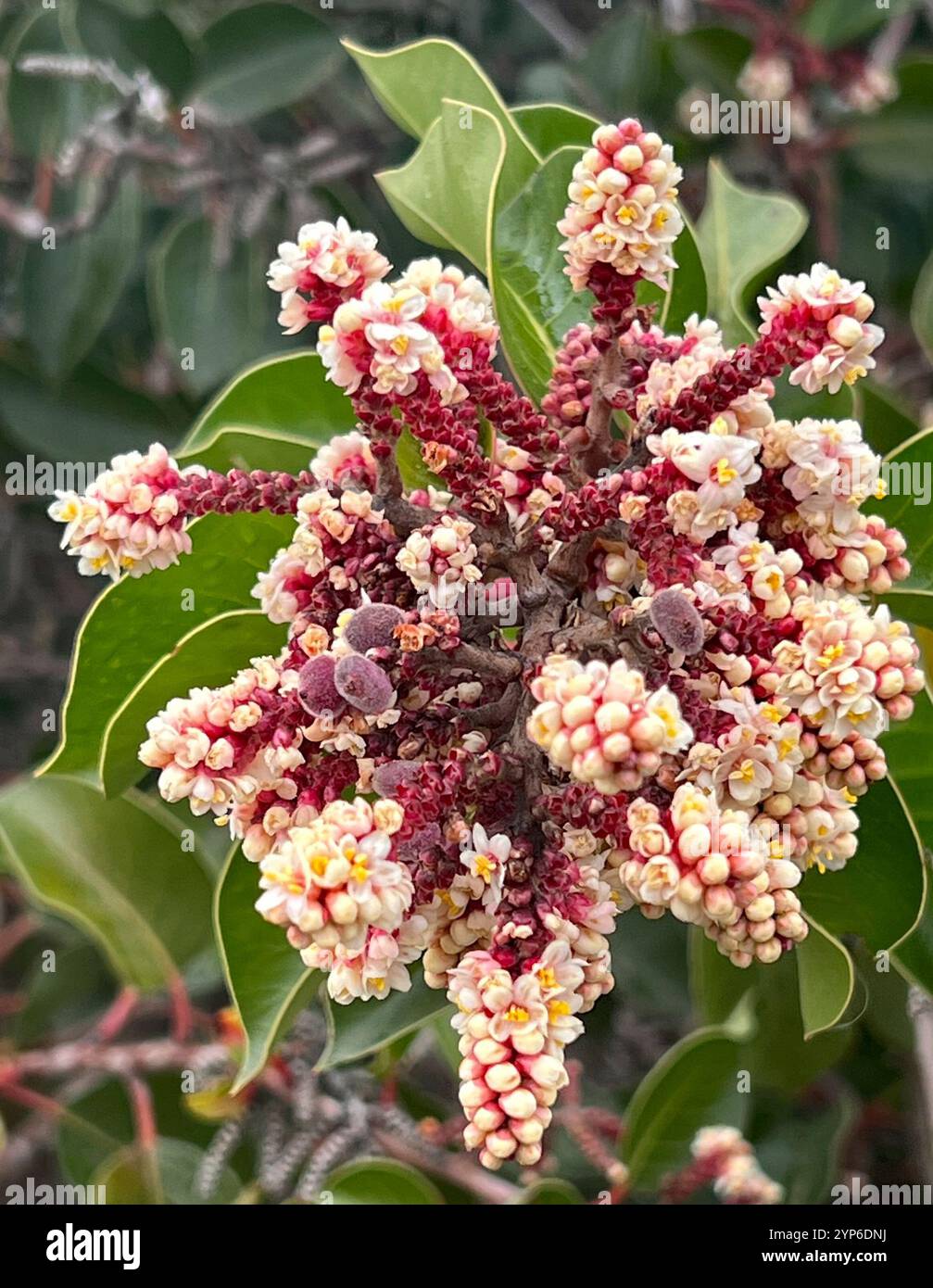 sugar bush (Rhus ovata Stock Photo - Alamy