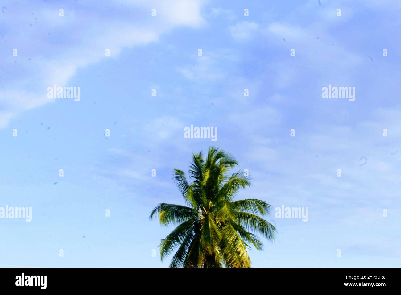 Beautiful natural landscape with coconut trees, green coconuts and ...