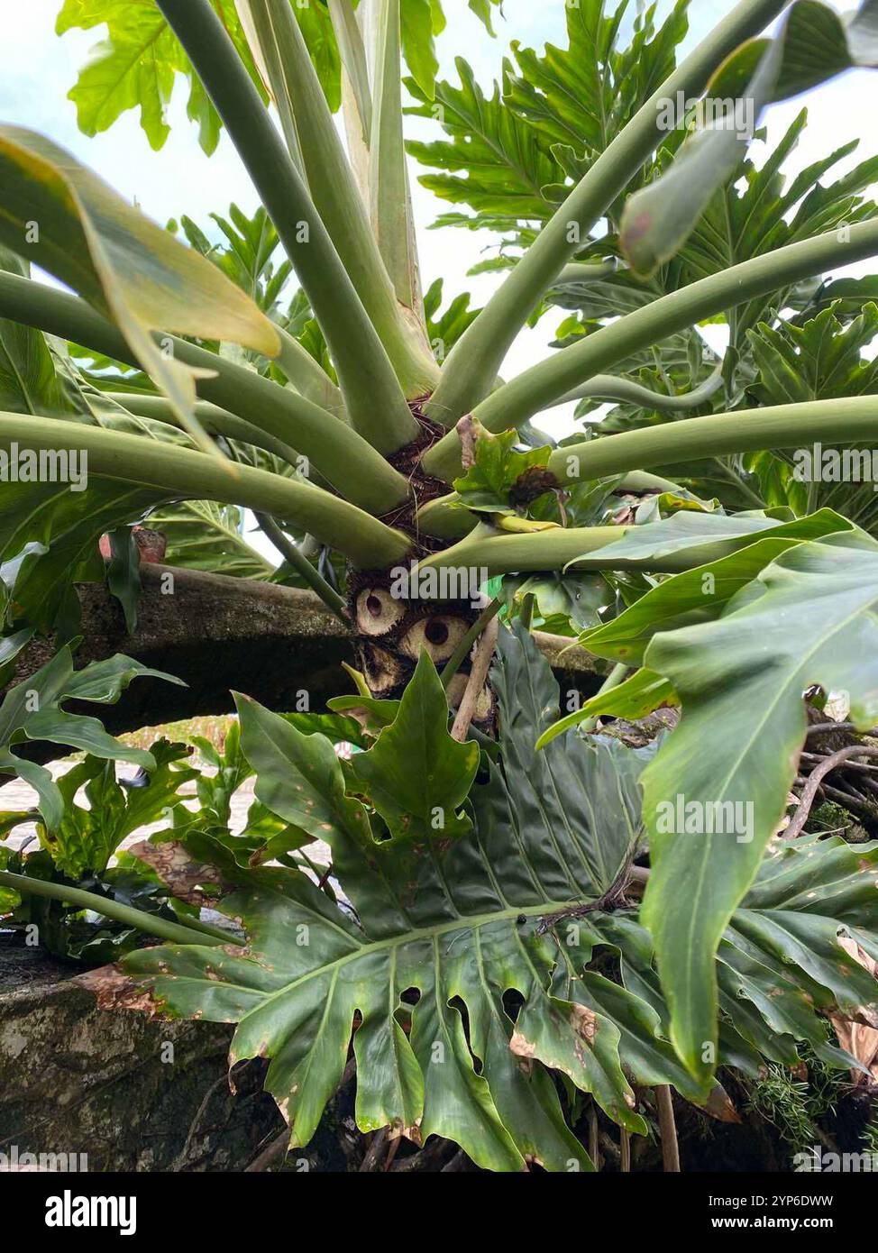 Tree Philodendron (Thaumatophyllum bipinnatifidum Stock Photo - Alamy