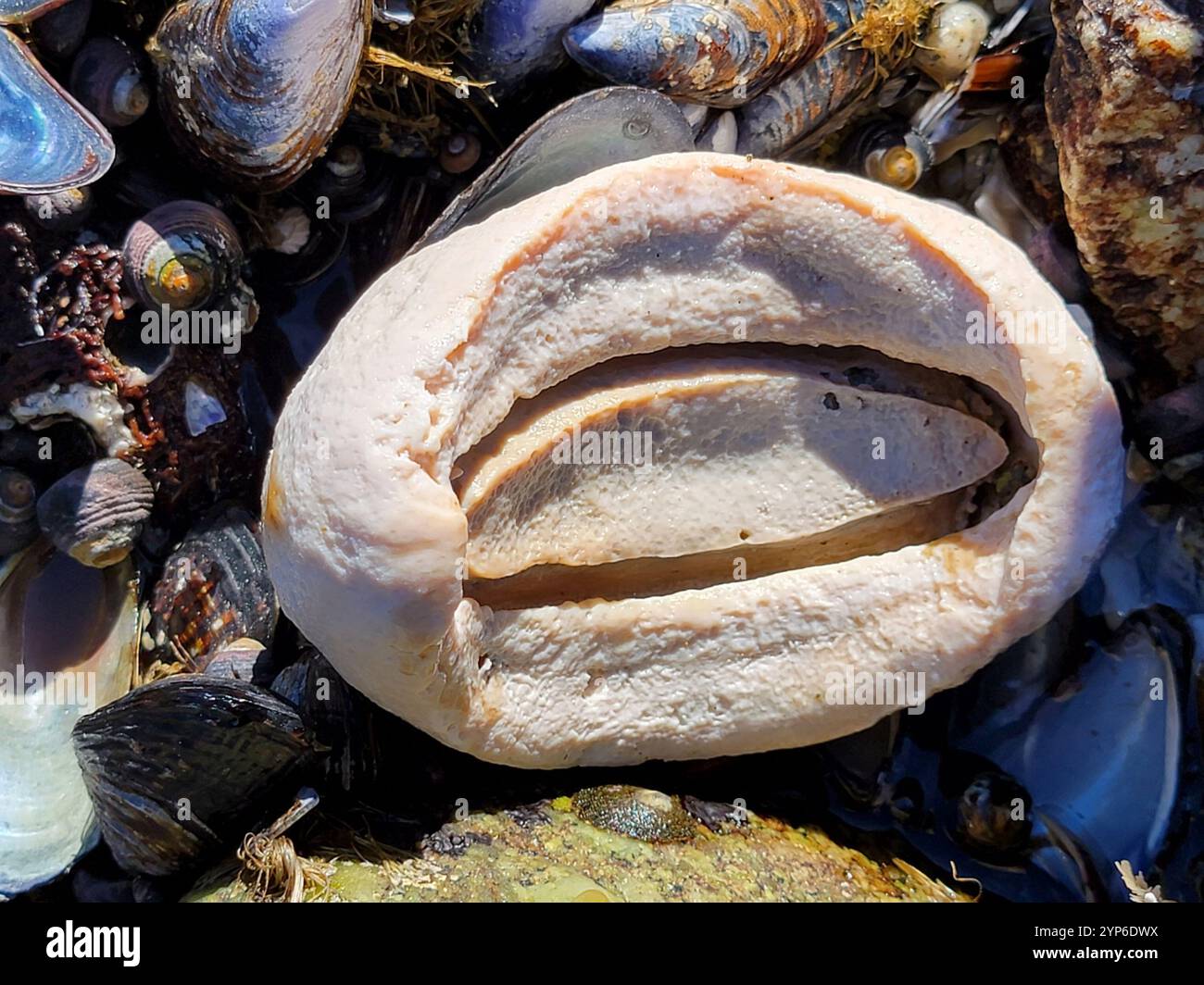 Gumboot Chiton (Cryptochiton stelleri Stock Photo - Alamy