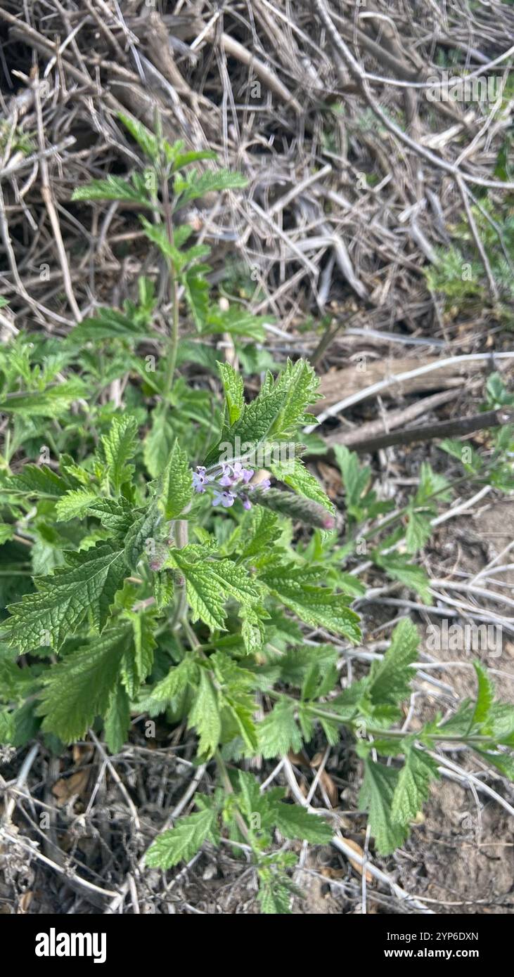 Western vervain verbena lasiostachys hi-res stock photography and ...