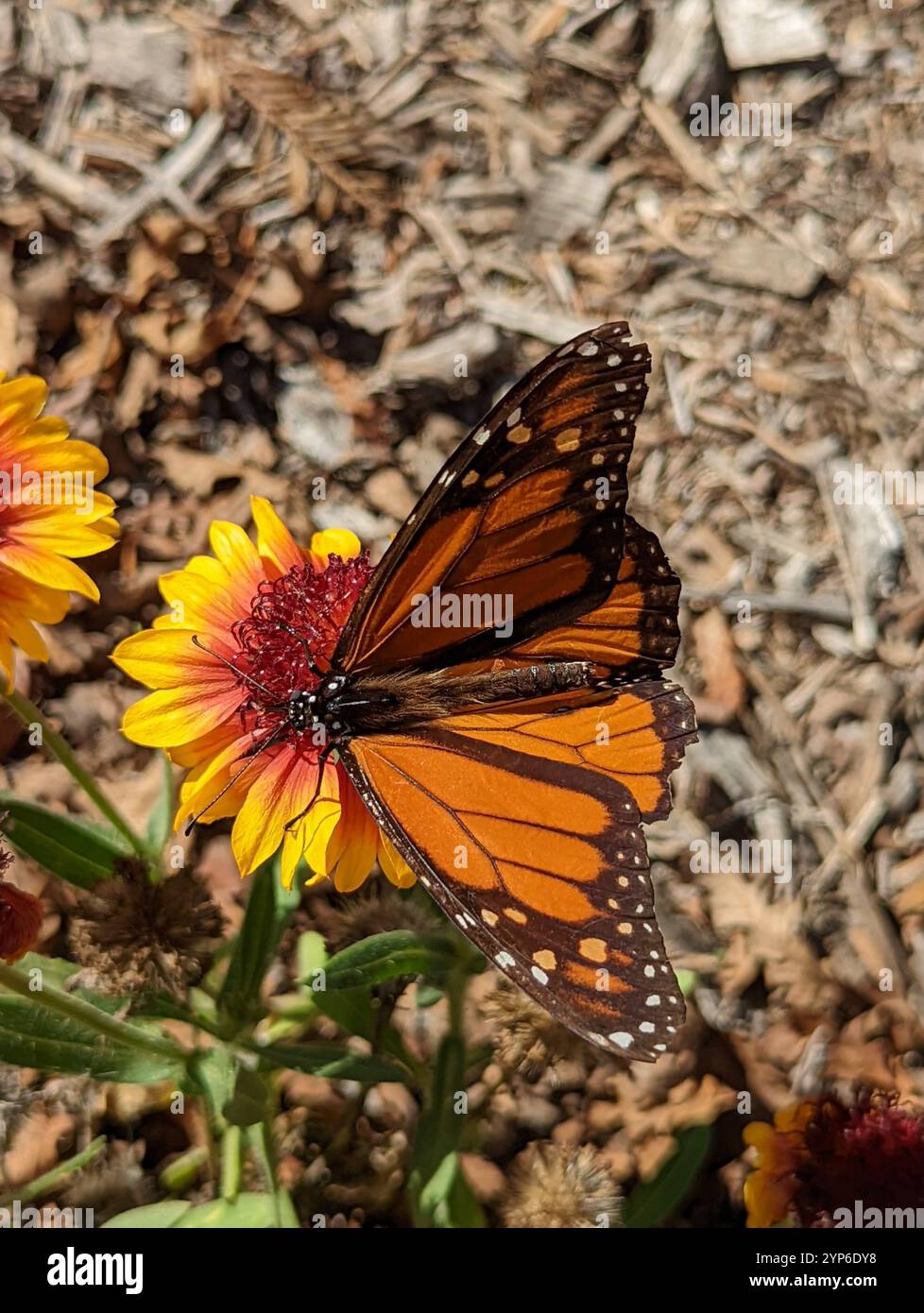 Monarch (Danaus plexippus Stock Photo - Alamy