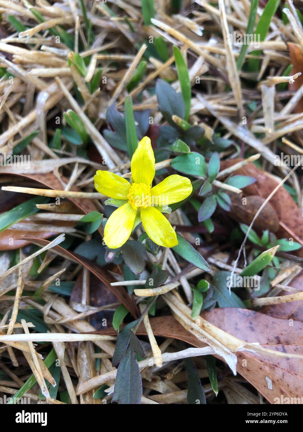 Early Buttercup (Ranunculus fascicularis Stock Photo - Alamy