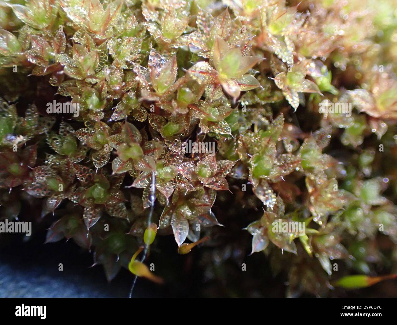 Capillary Thread-moss (Ptychostomum capillare Stock Photo - Alamy
