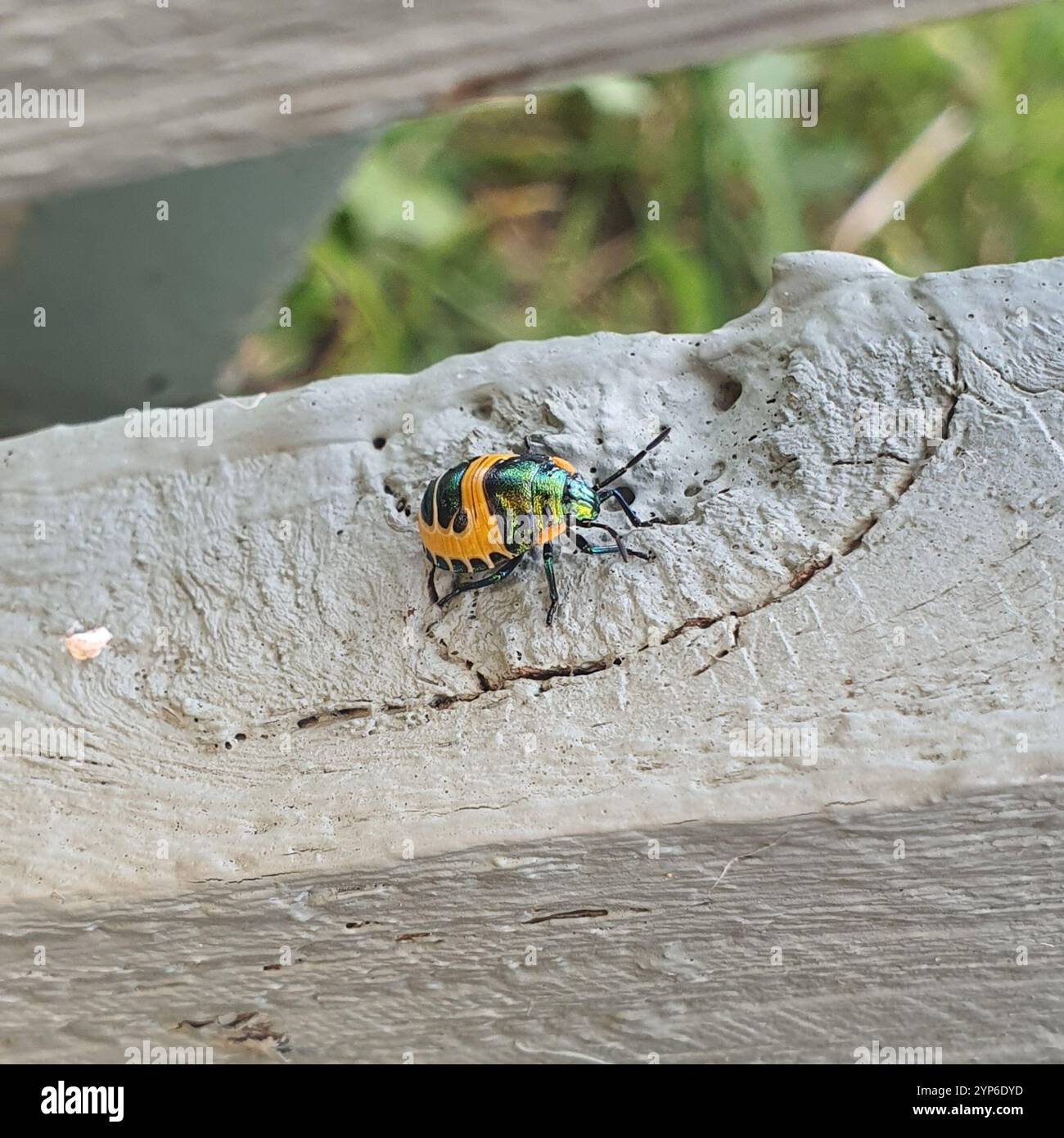 Metallic Shield Bug (Scutiphora pedicellata Stock Photo - Alamy
