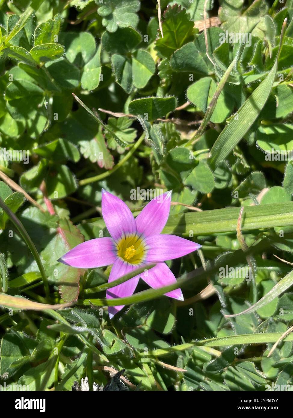 Rosy sandcrocus hi-res stock photography and images - Alamy