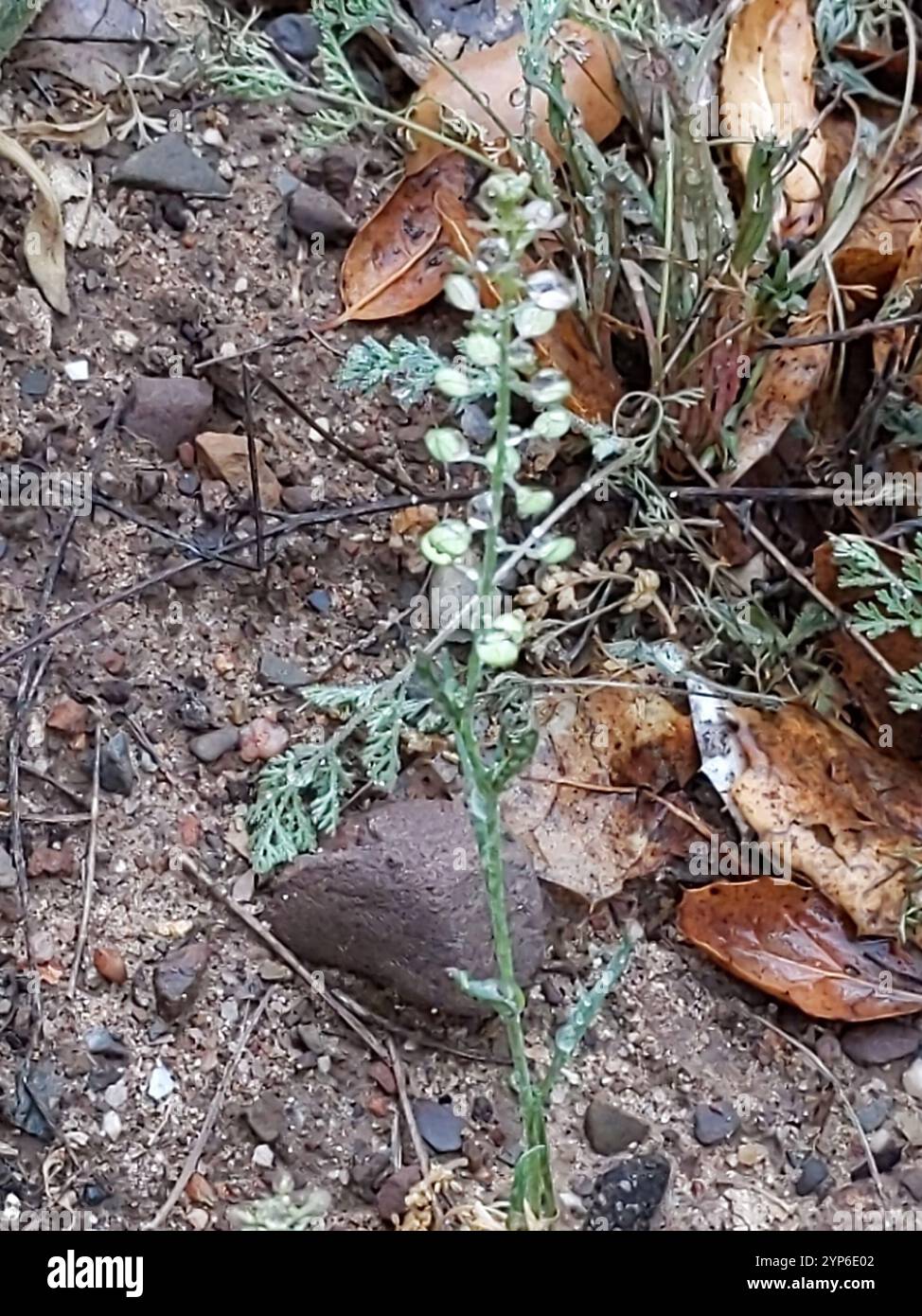Shining Pepperweed (Lepidium nitidum Stock Photo - Alamy