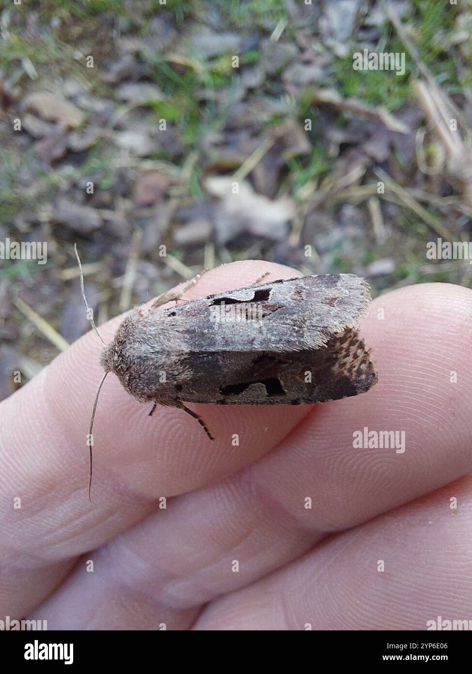 Hebrew Character (Orthosia gothica Stock Photo - Alamy