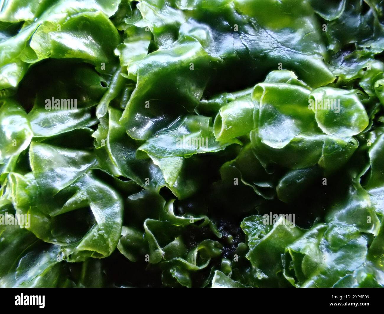 Prasiola hi-res stock photography and images - Alamy