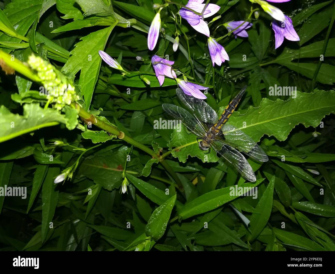 Epitheca bimaculata hi-res stock photography and images - Alamy