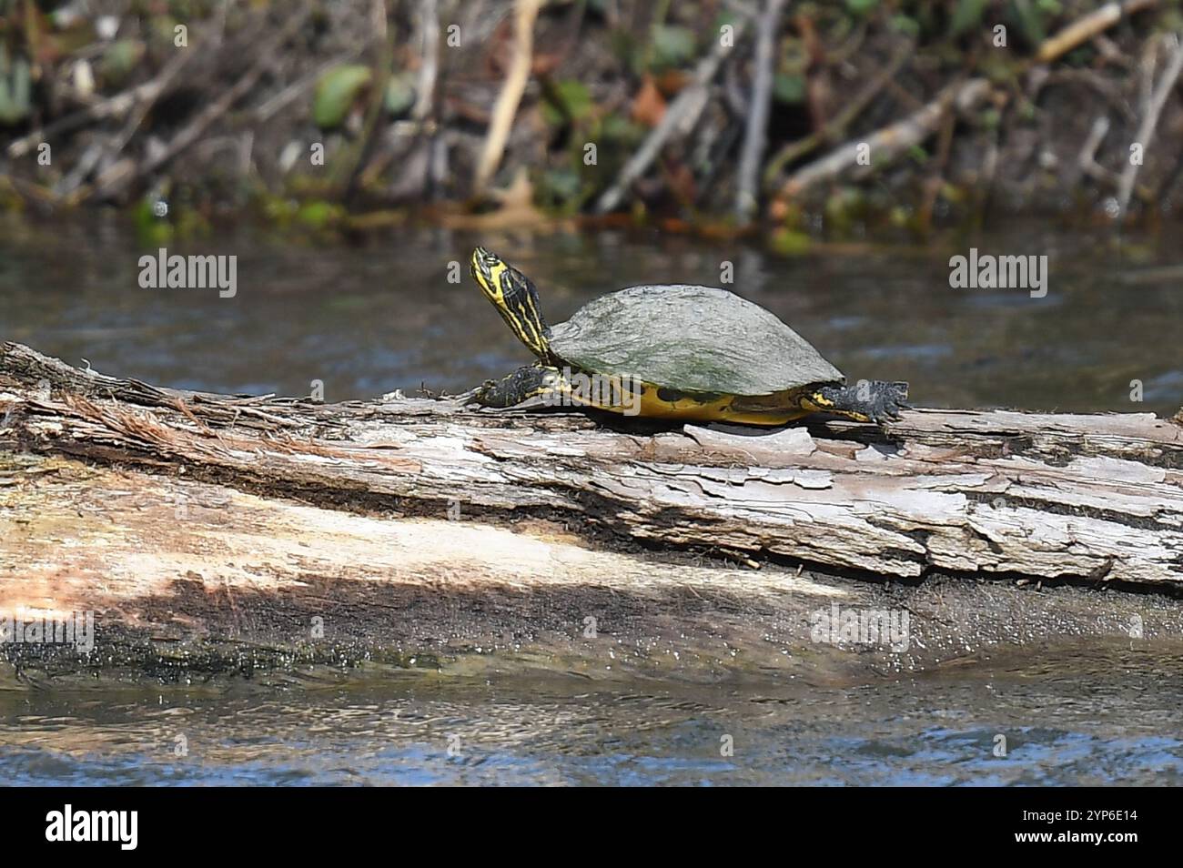 Yellow-bellied Slider (Trachemys scripta scripta Stock Photo - Alamy