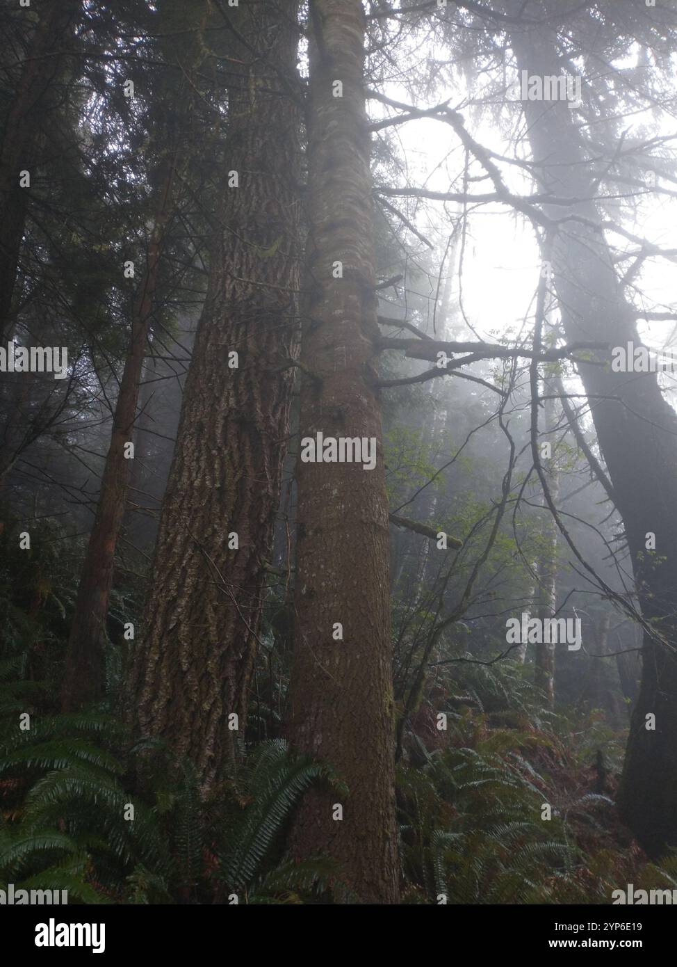 grand fir (Abies grandis Stock Photo - Alamy