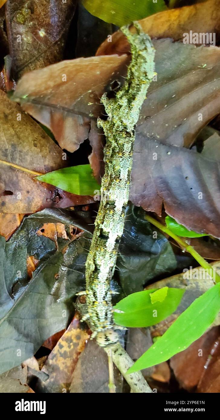 Live Oak Metria Moth (Metria amella Stock Photo - Alamy