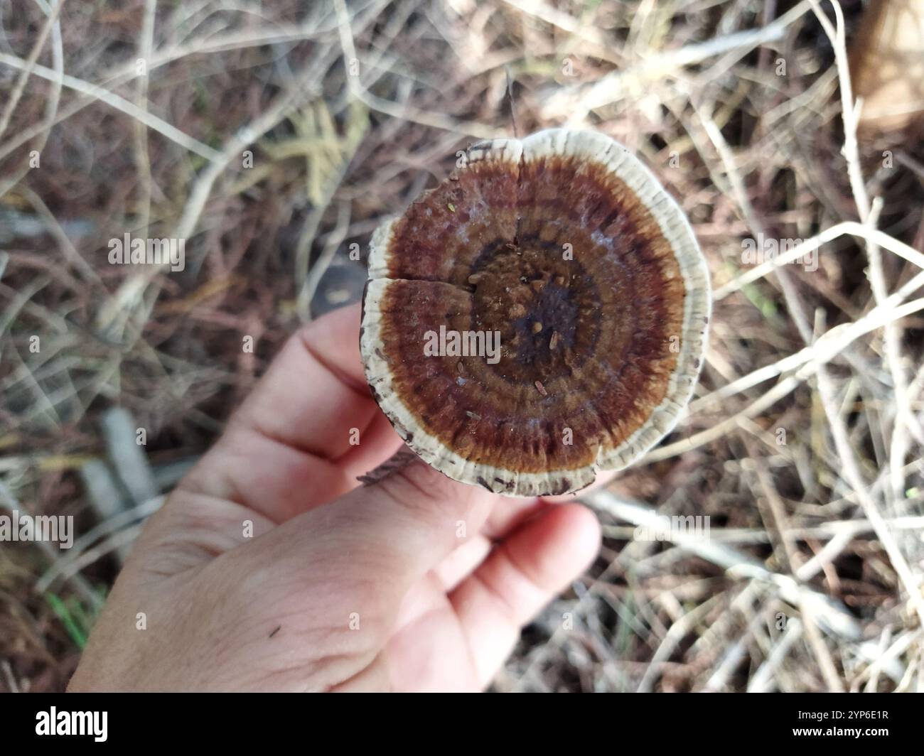 red-staining stalked polypore (Sanguinoderma rude Stock Photo - Alamy