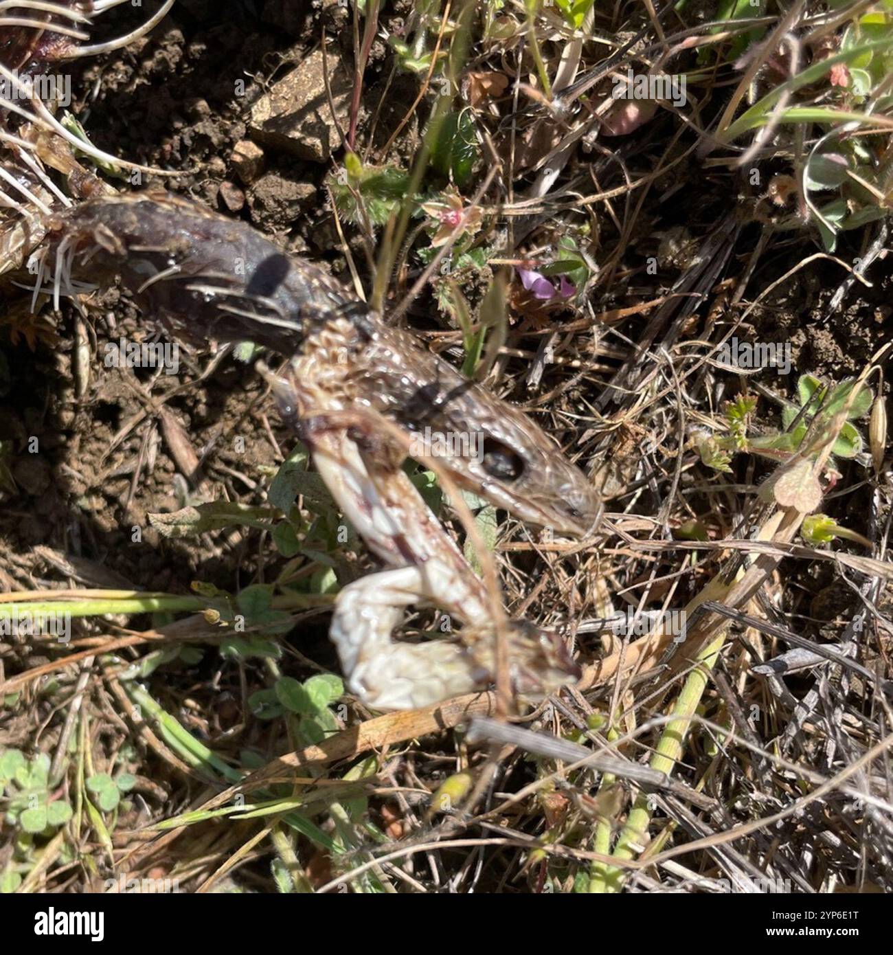Pacific Gopher Snake (Pituophis catenifer catenifer Stock Photo - Alamy