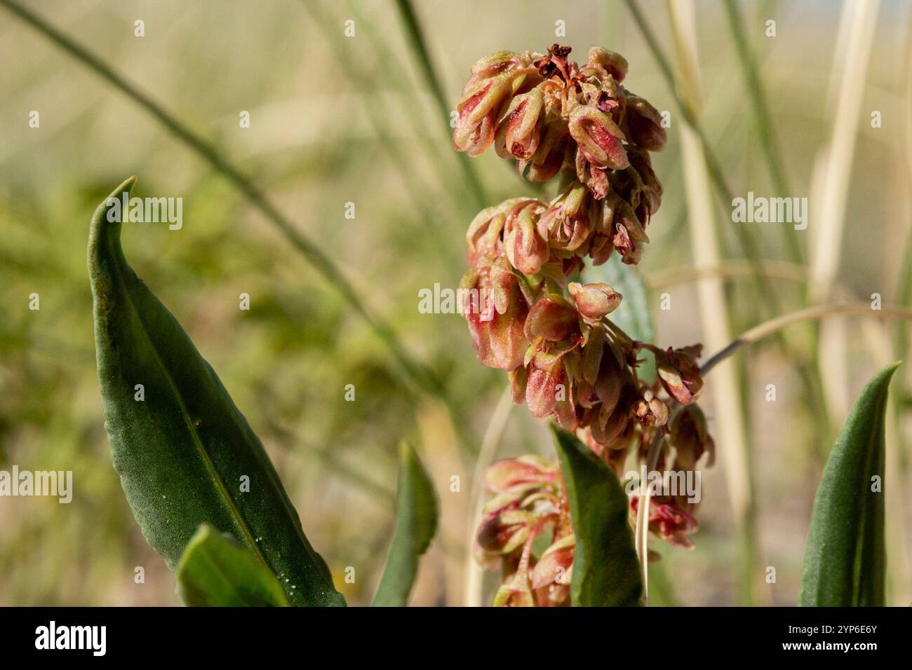 winged dock (Rumex venosus Stock Photo - Alamy