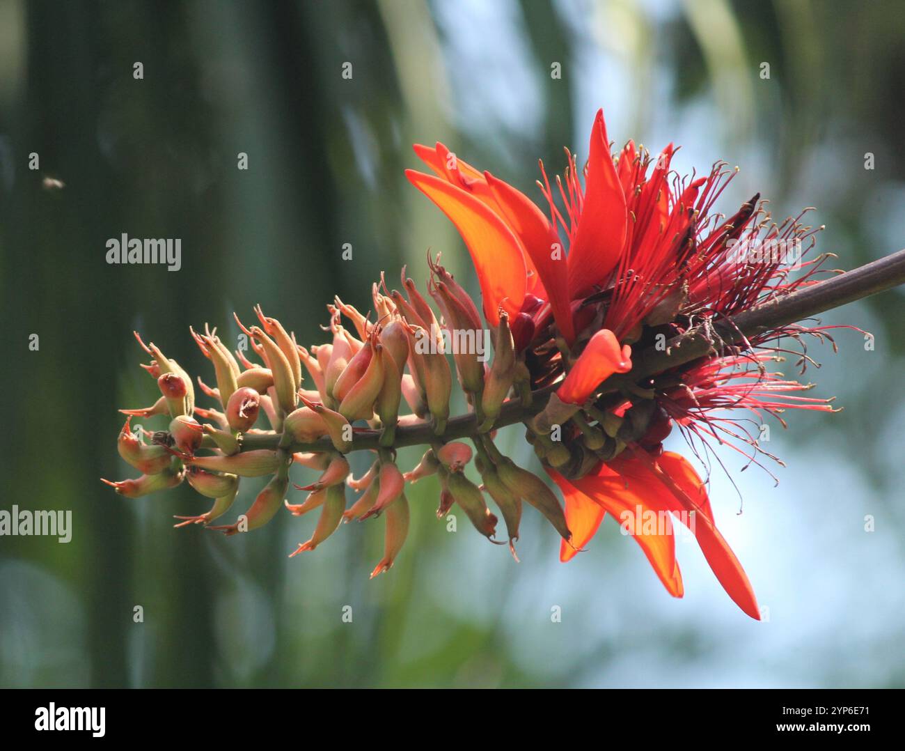 Indian coral tree (Erythrina variegata Stock Photo - Alamy