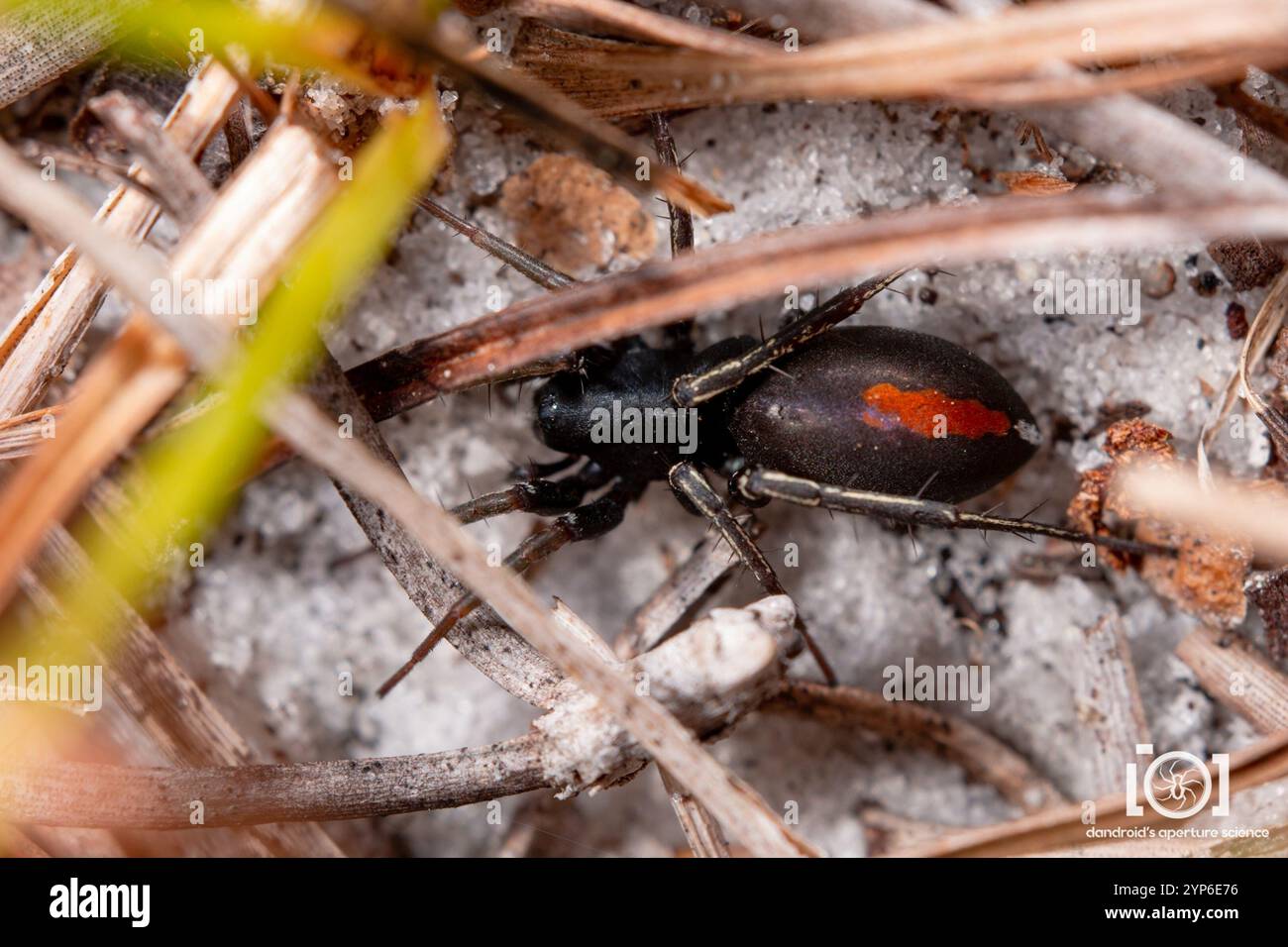 Red-spotted Ant-mimic Sac Spider (Castianeira descripta Stock Photo - Alamy