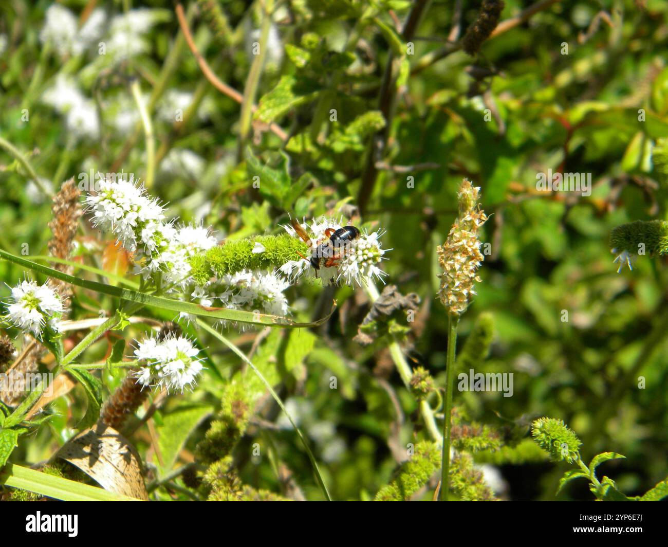 Scoliid Wasps (Scoliidae Stock Photo - Alamy