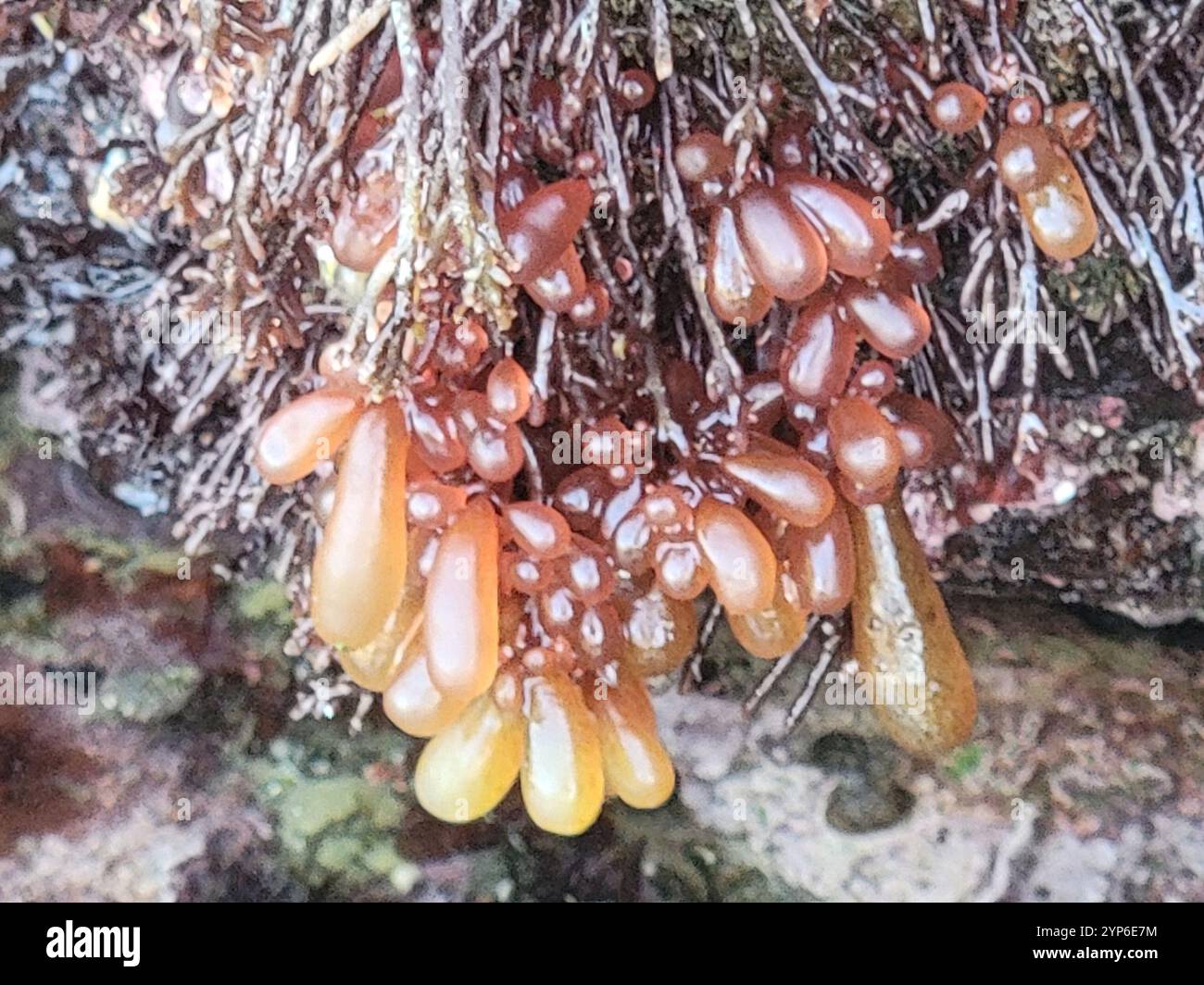 Red Sea Grapes (Botryocladia pseudodichotoma Stock Photo - Alamy
