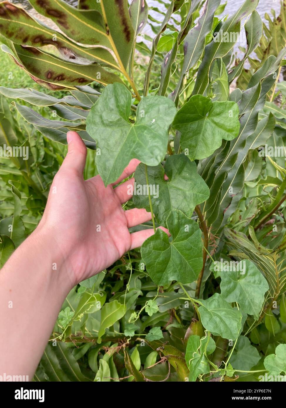 creeping cucumber (Melothria pendula Stock Photo - Alamy