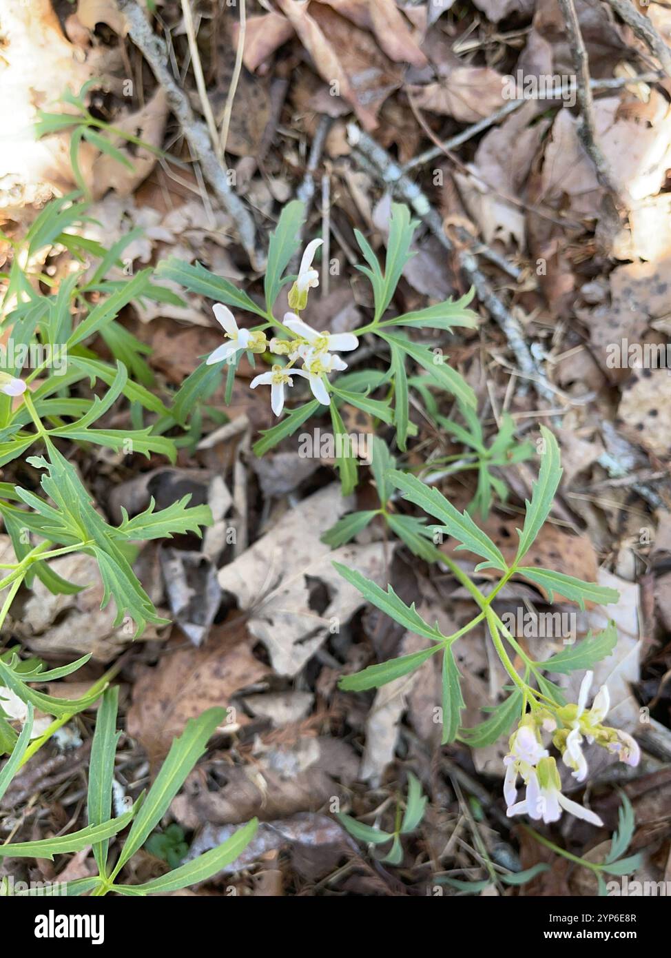 cut-leaved toothwort (Cardamine concatenata Stock Photo - Alamy