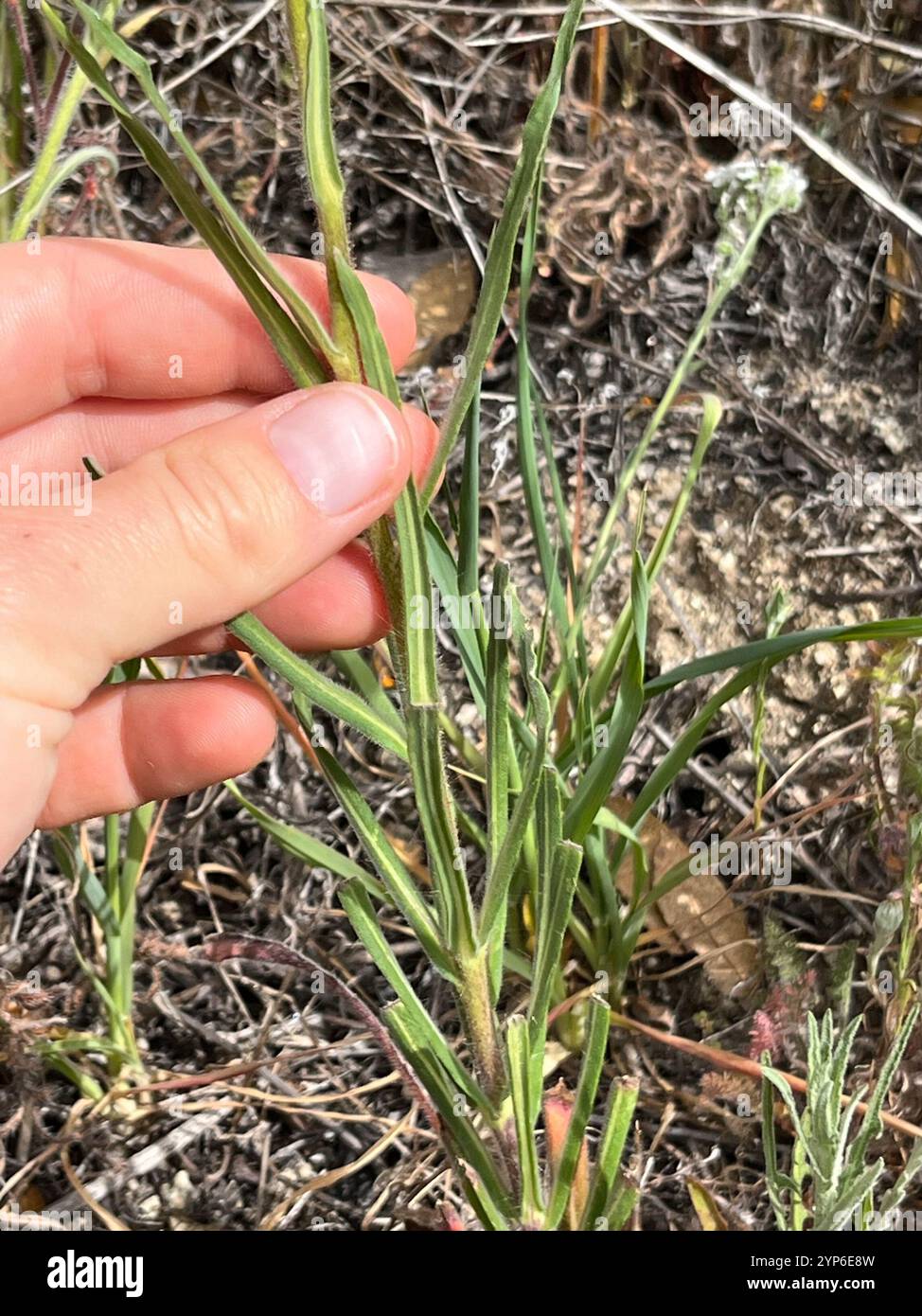 Common Madia (Madia elegans Stock Photo - Alamy