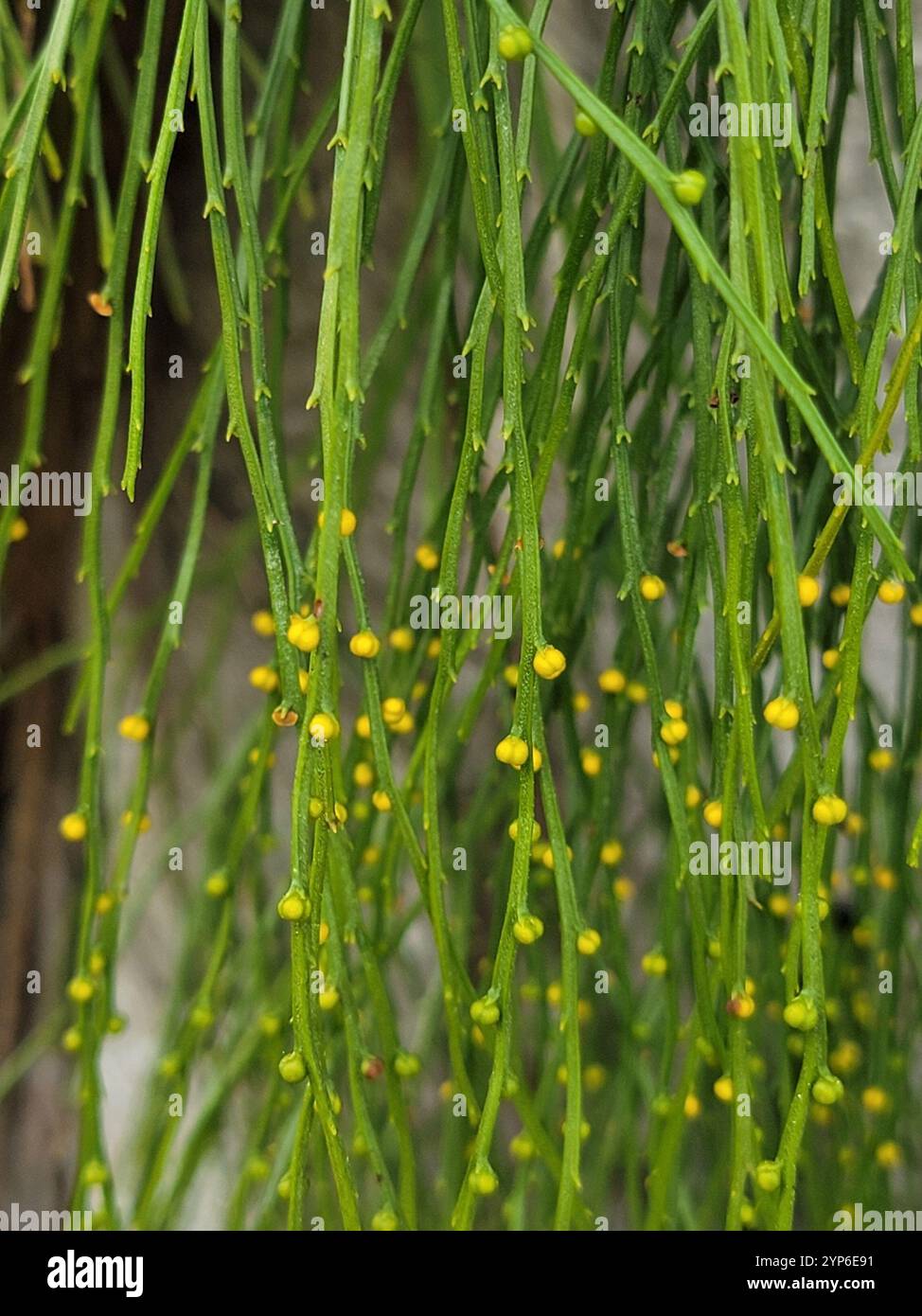 skeleton fork fern (Psilotum nudum Stock Photo - Alamy