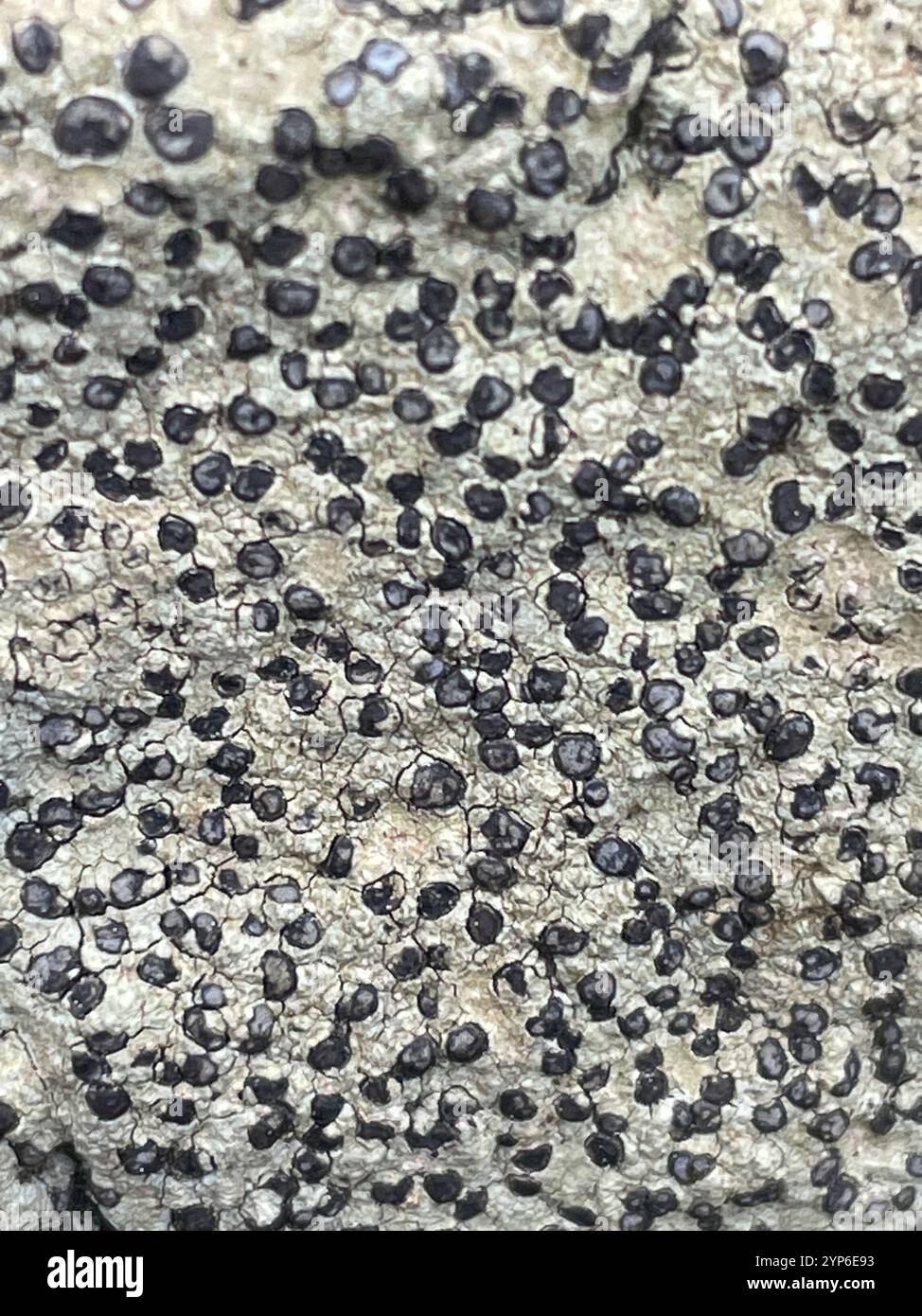 Smokey-eyed Boulder Lichen (Porpidia albocaerulescens Stock Photo - Alamy