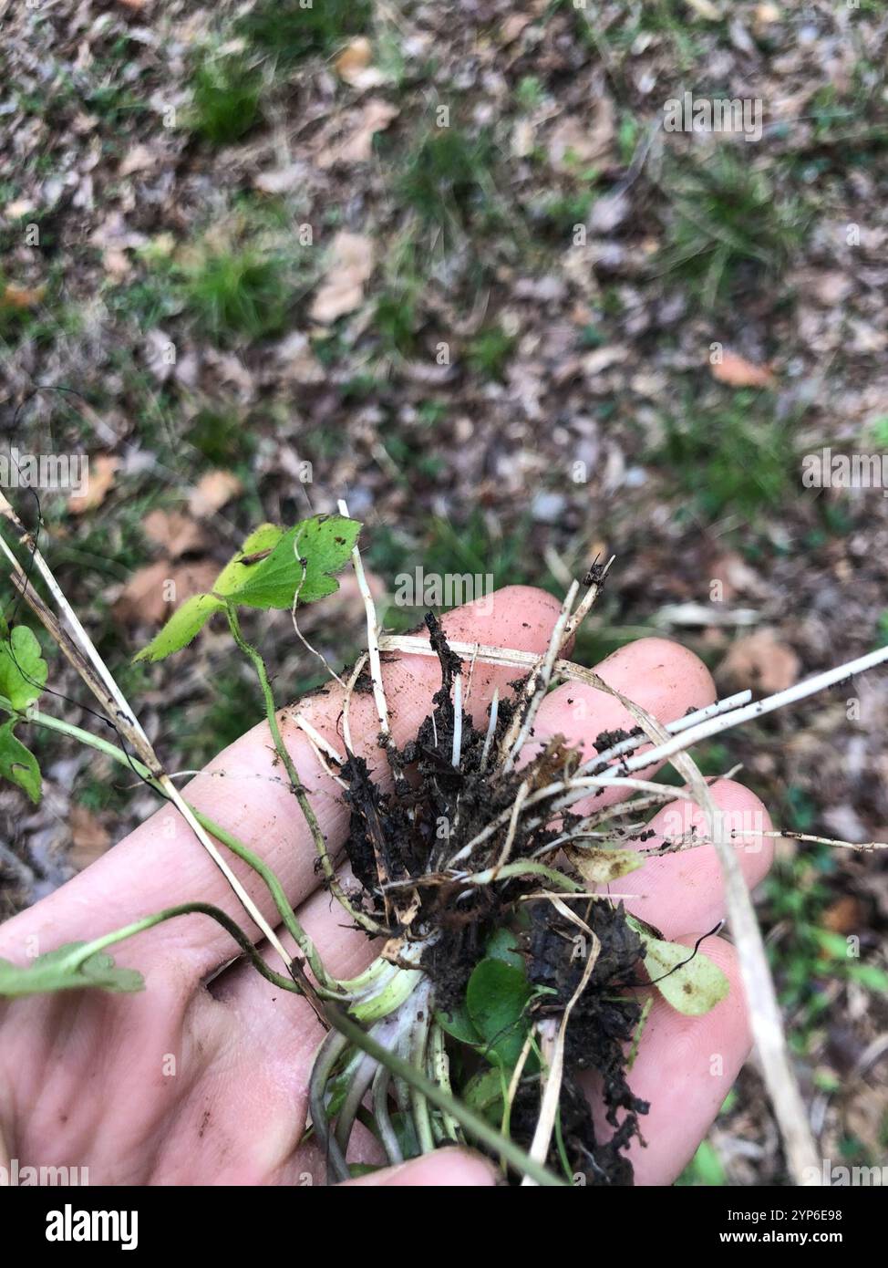 Early Buttercup (Ranunculus fascicularis Stock Photo - Alamy